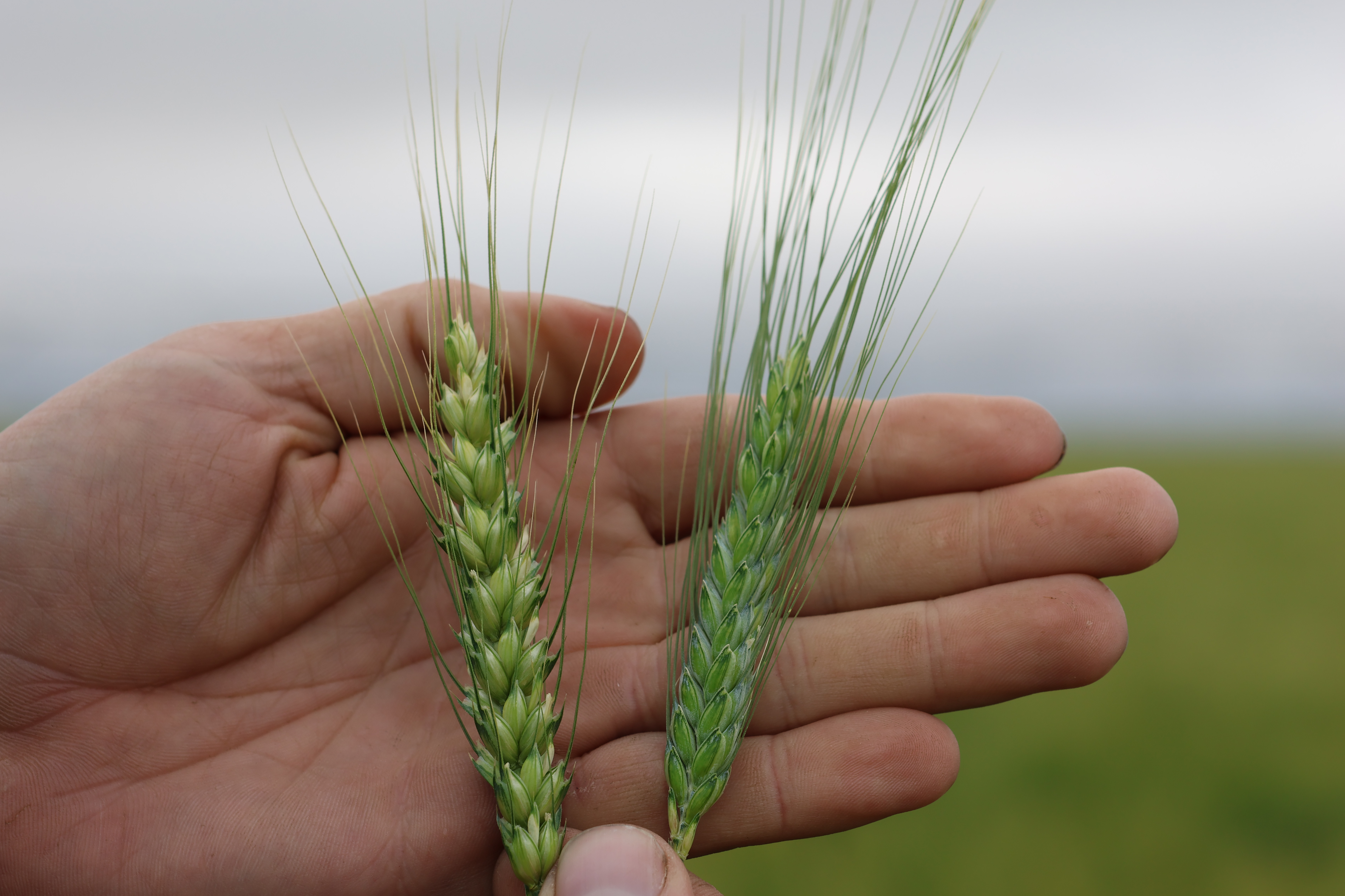Could winter durum be your most profitable wheat crop yet?
