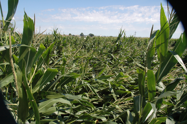 Can Corn Recover From Wind Damage?