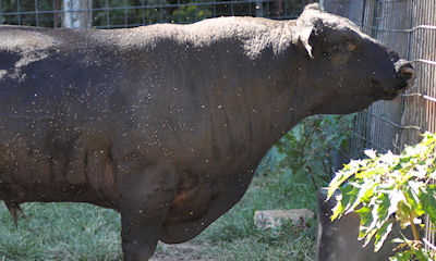 17 considerations for a bull lease