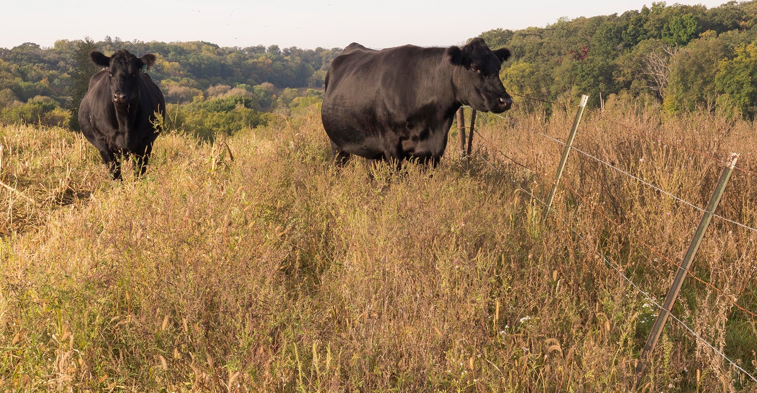 Ready to haul cattle this fall?