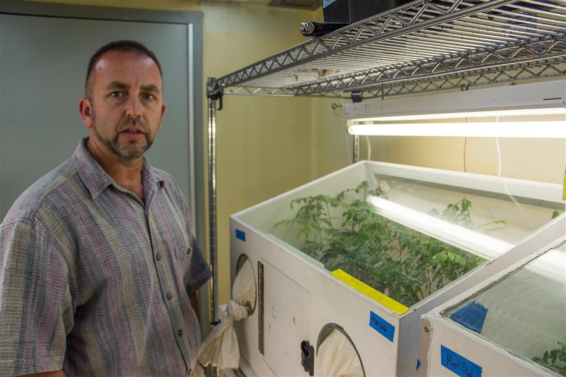 Bio control of Asian citrus psyllid important tool in fight against ...