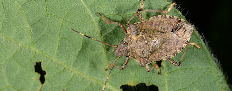 Brown Marmorated Stink Bug Shows Up in Indiana Fields and Homes