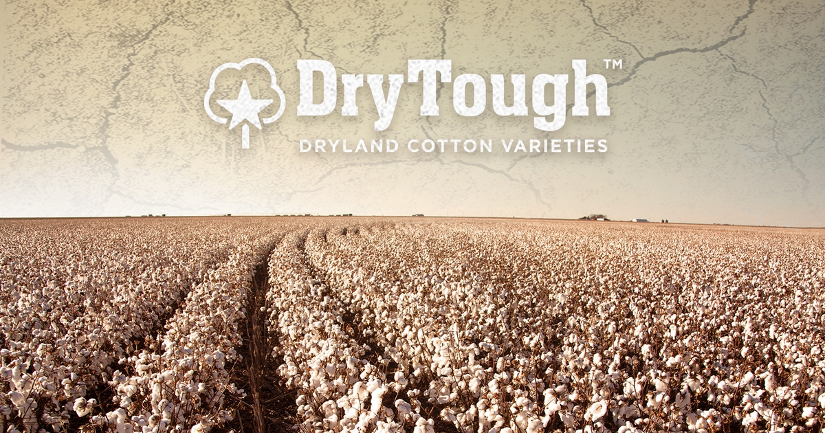 Deltapine® cotton performs in tough, dry Texas conditions