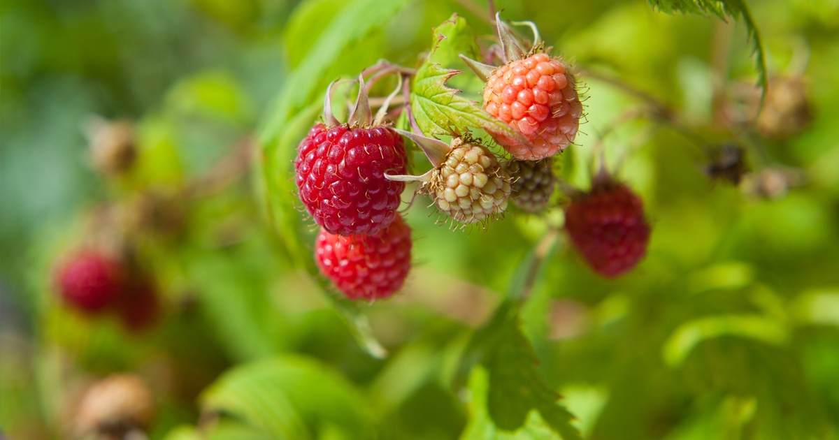 Discover your new ultra-niche crop