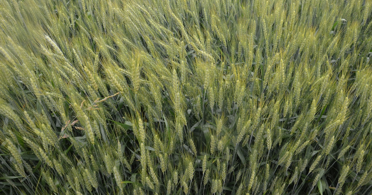 Why you should add wheat to crop rotation