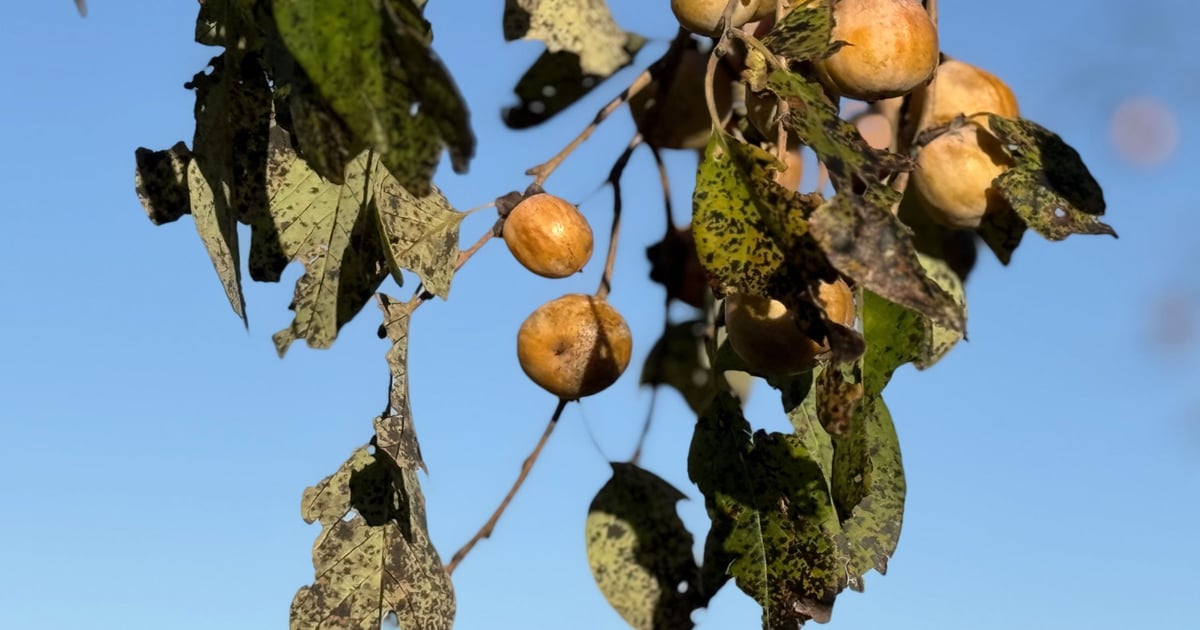 How to forecast winter weather with persimmons