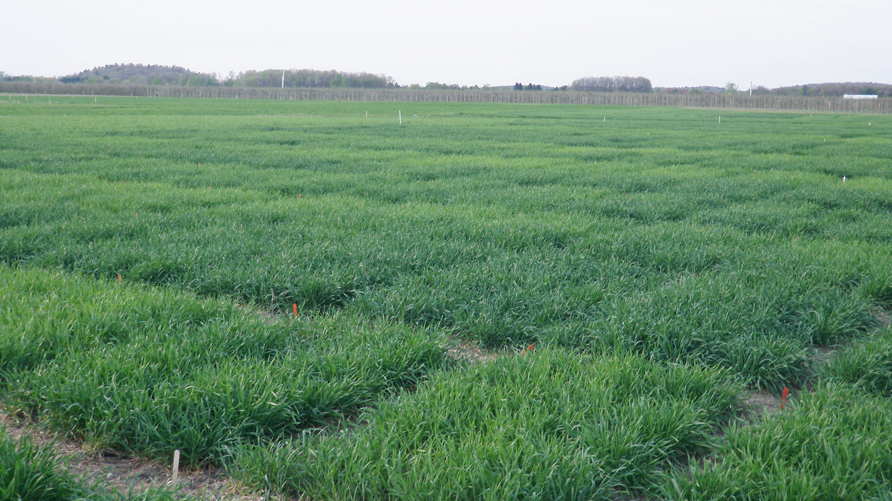 Forage has greened up, so what’s next?