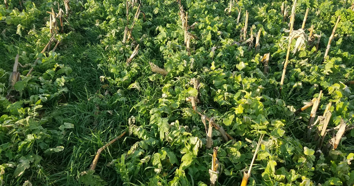 Producers find cover crops improve soil health and help control weeds