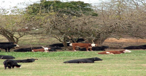 Calm cattle more valuable