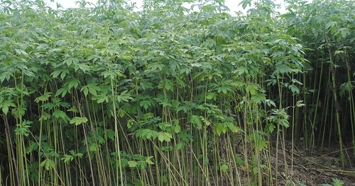 The Difference Between a Weed and a Crop