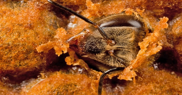 Honey bees give lesson on taste perception | Farm Progress