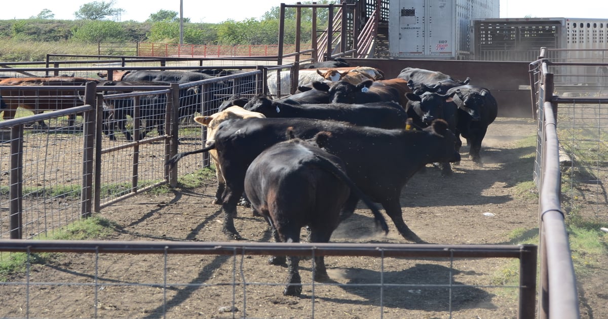 Cattle Working Facilities