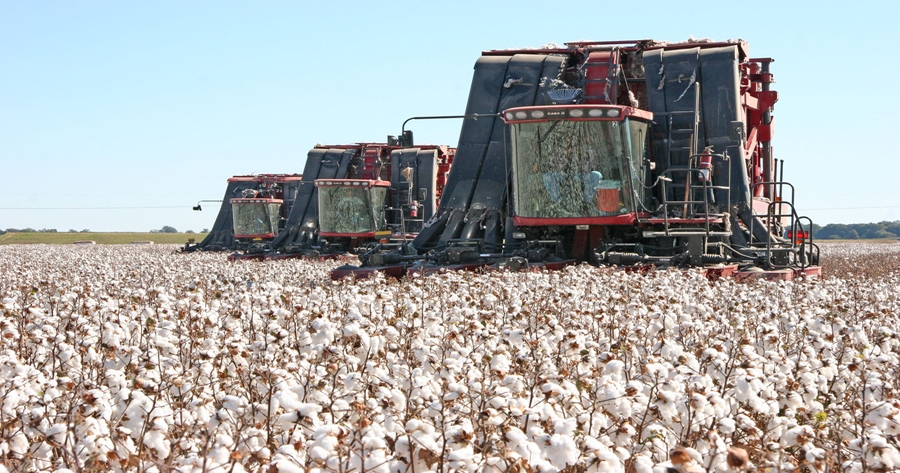 Texas cotton production down more than half | Farm Progress