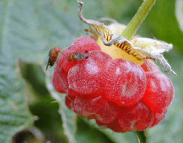 Invasive fly threatening U.S. fruit crops