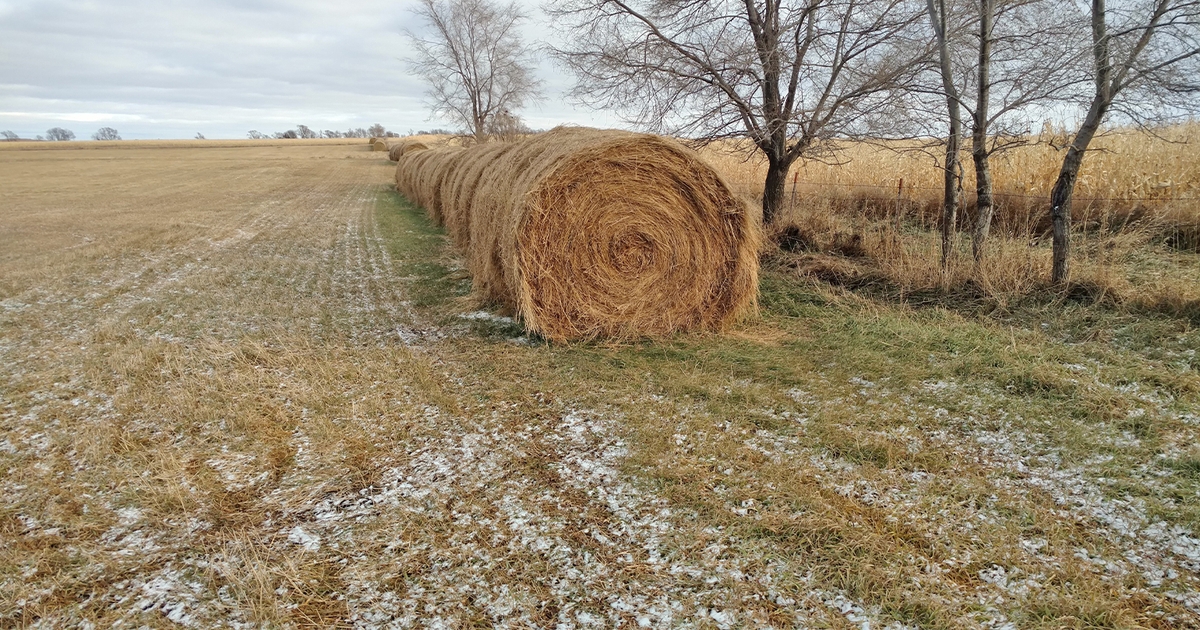 6 tips to make the most of forage analysis