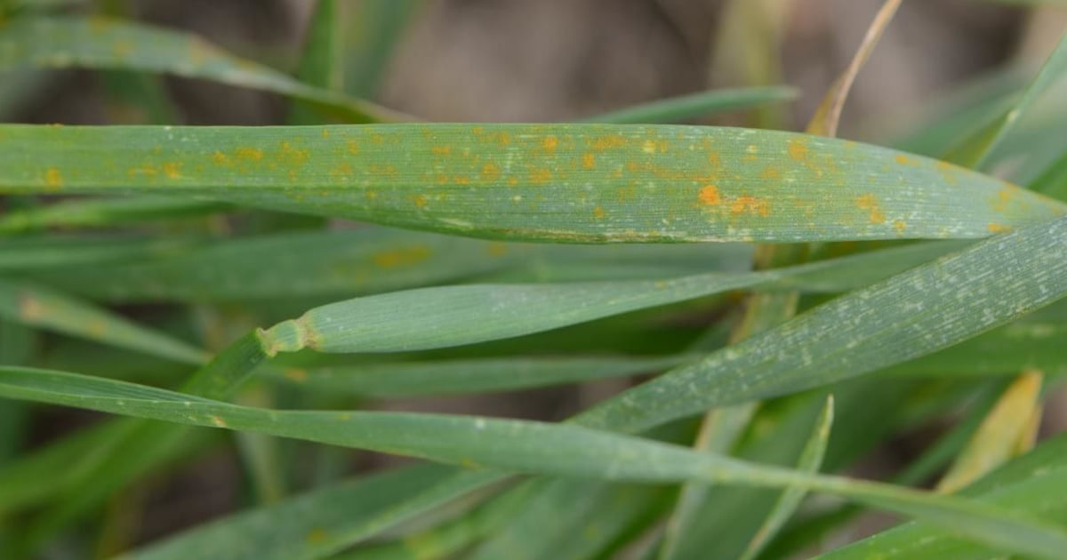 Start scouting for wheat diseases early