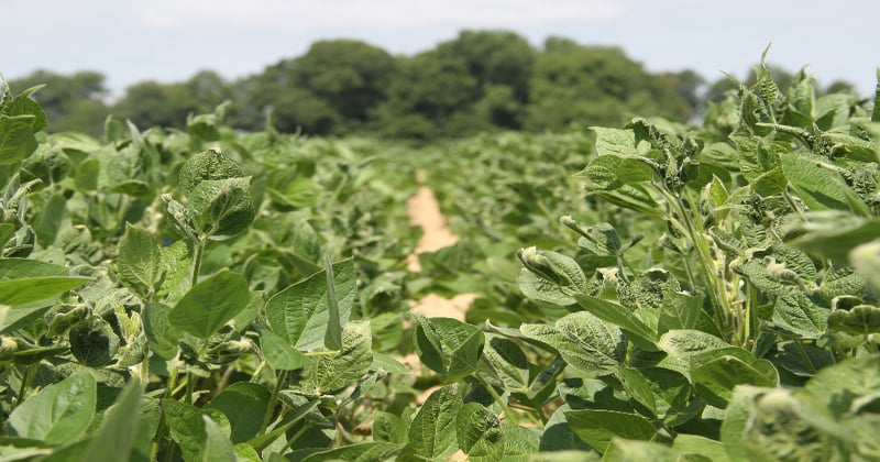 Monsanto responds to increased dicamba drift reports