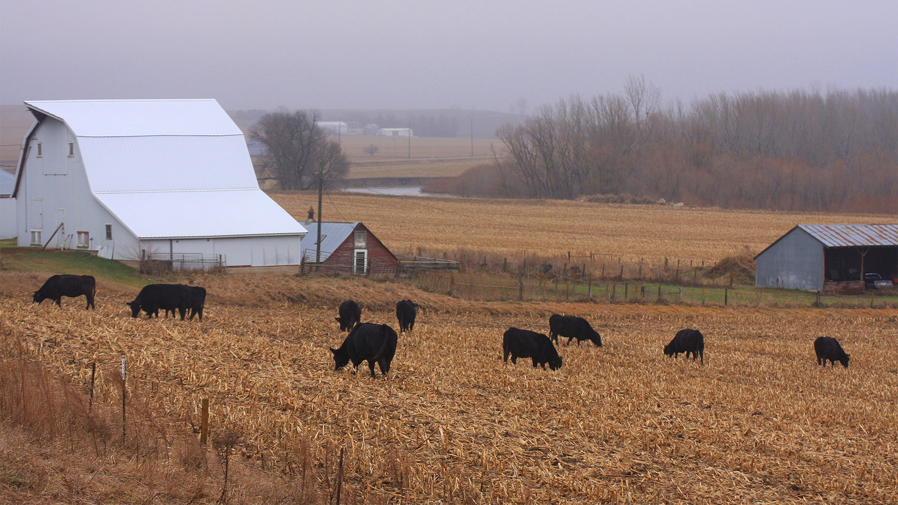 Corn fodder options for cattle feed and grazing