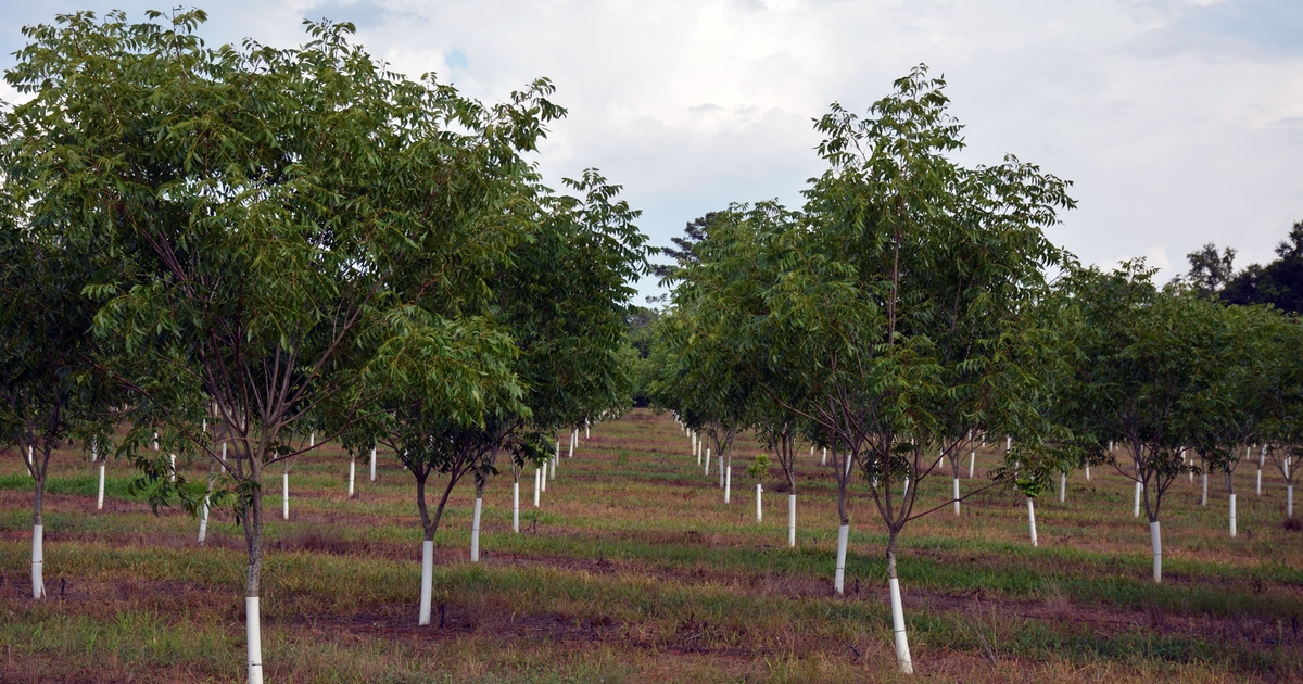 What’s going on in Georgia’s pecan orchards?
