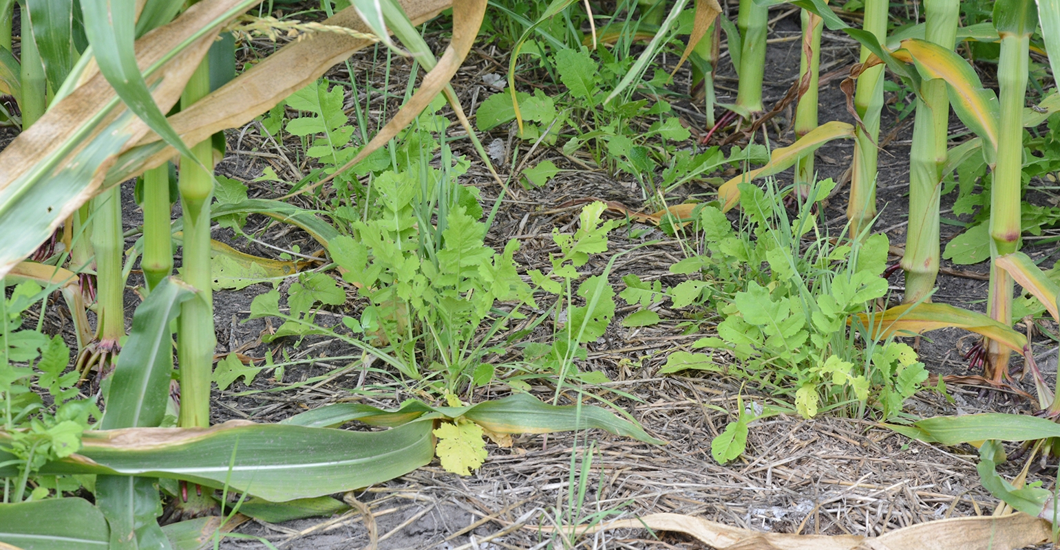 Interseeding cover crops into corn and soybeans