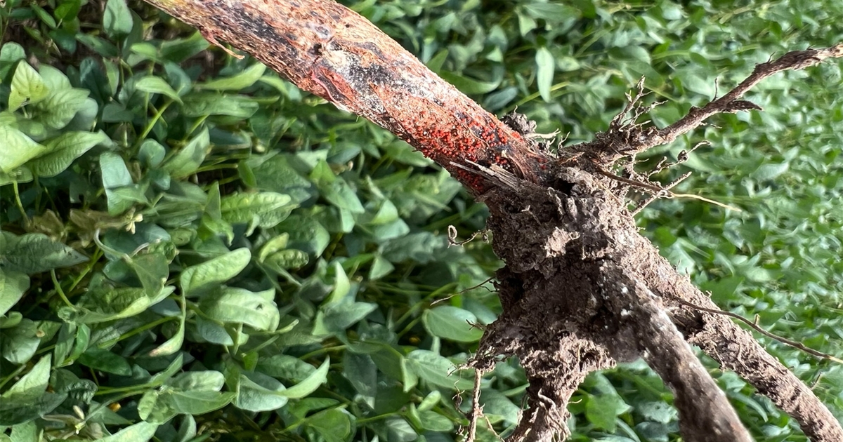 6 tips for surviving red crown rot