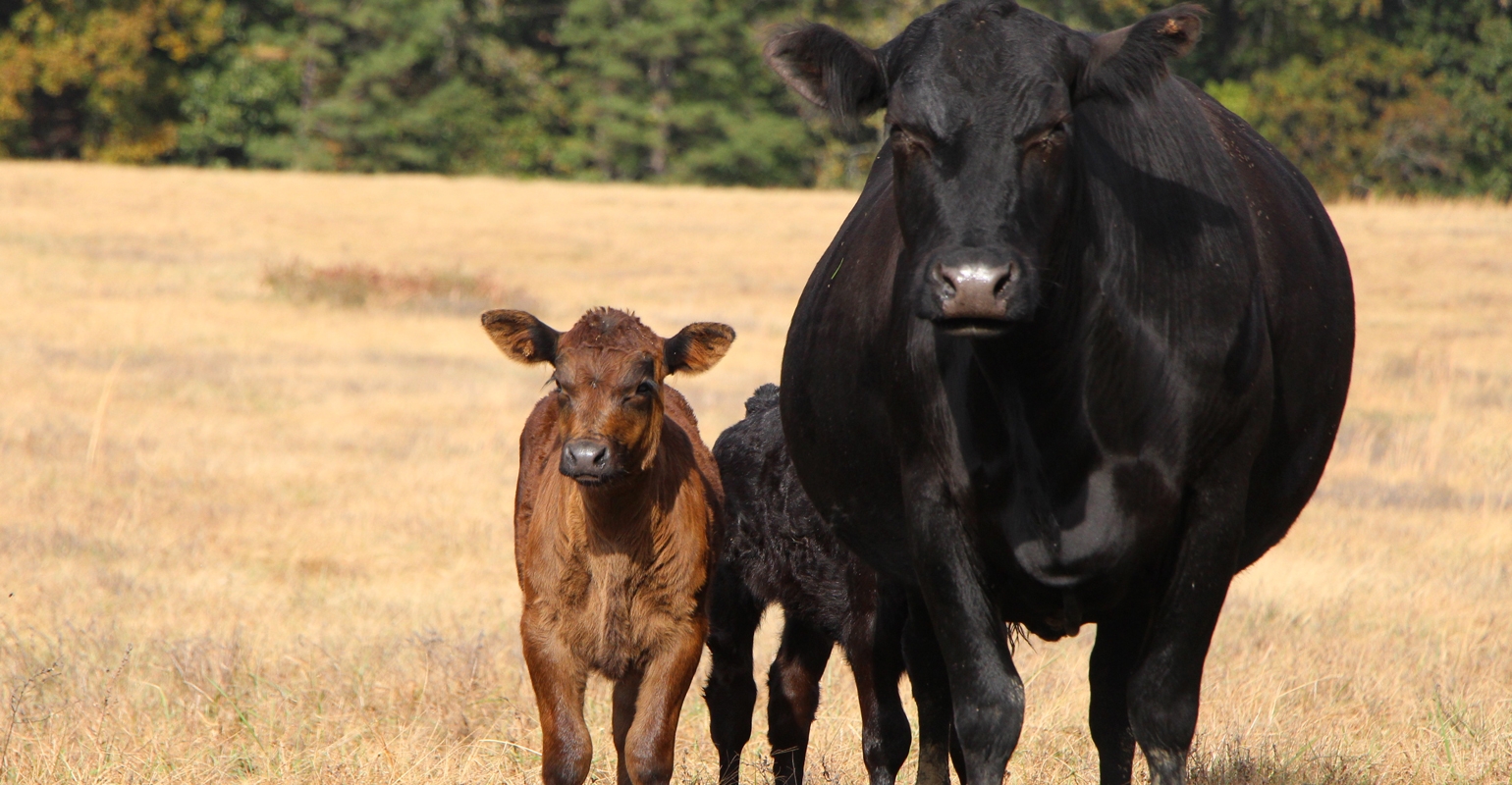 Should you invest more in beef calves at weaning?