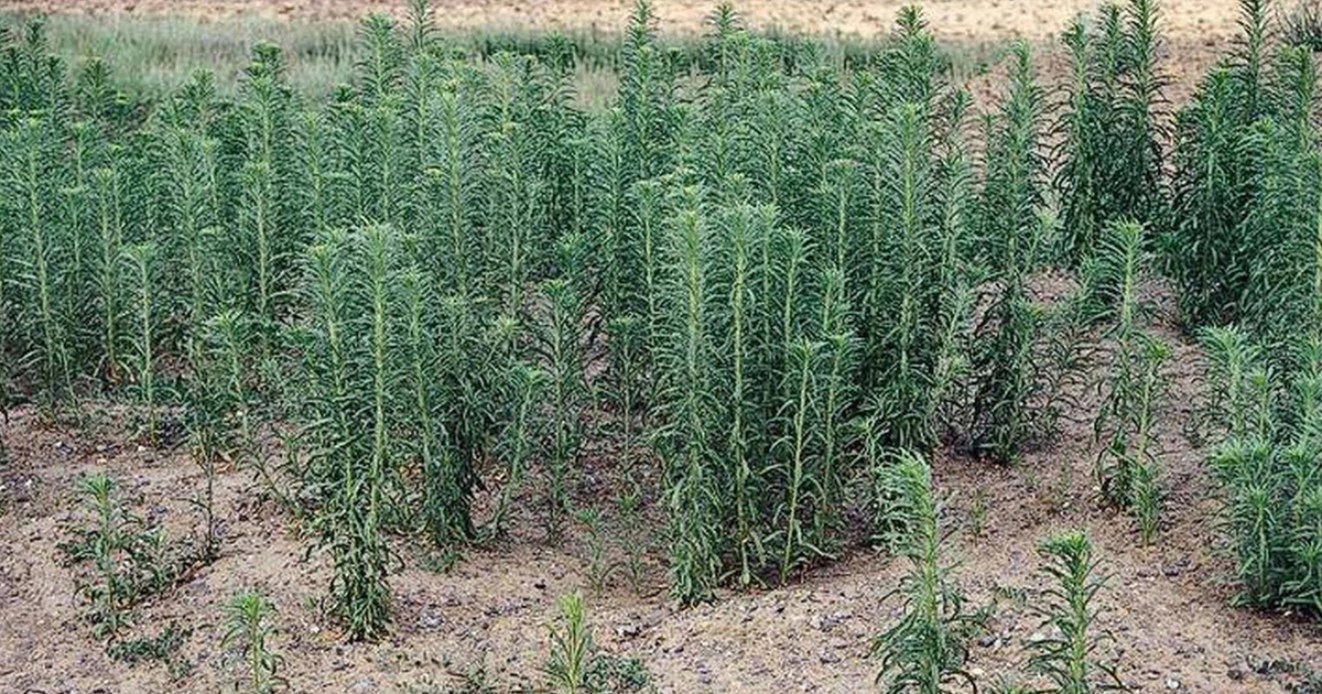 5 steps to control horseweed