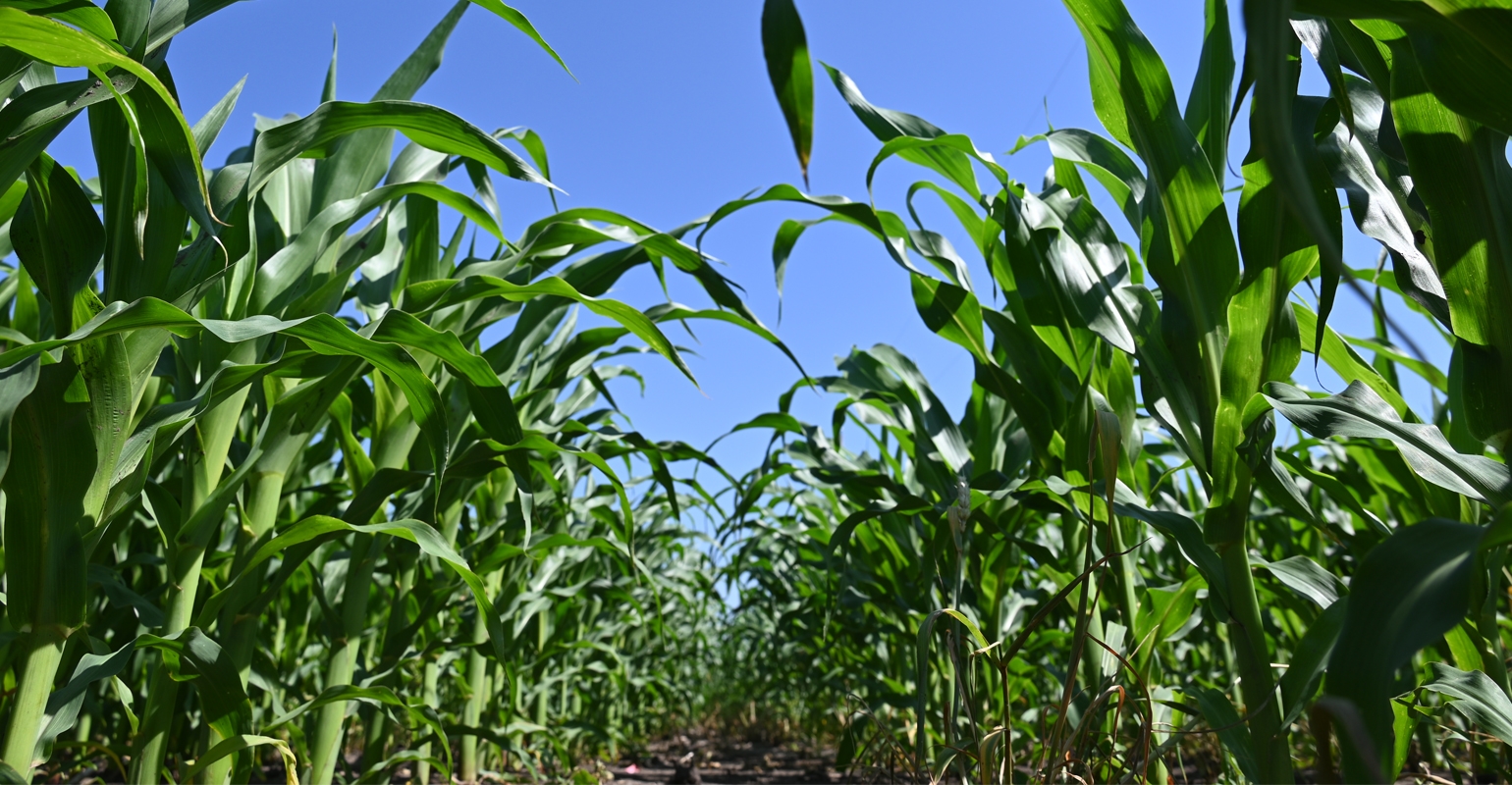 Iowa Corn Genome to Phenome collaboration receives USDA grant