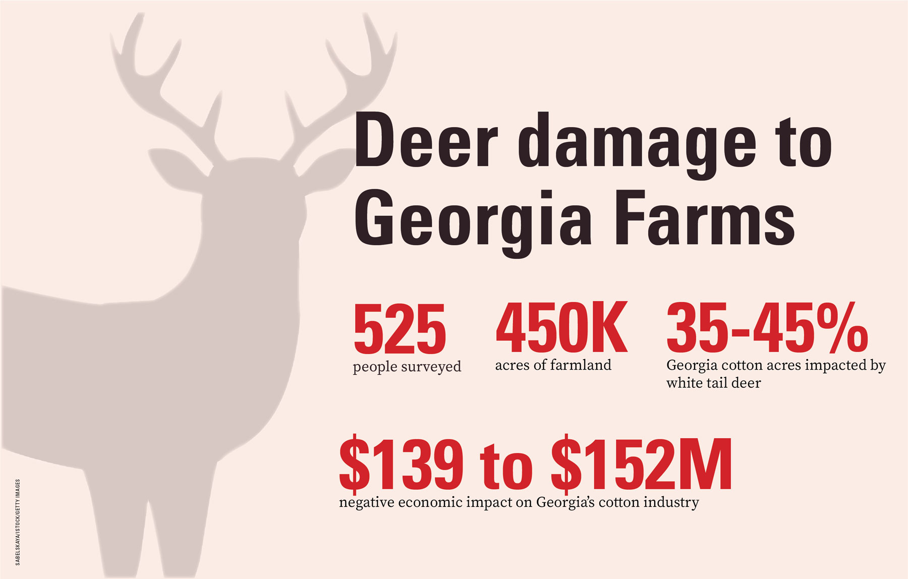 Study confirms cotton farmers face major deer problem