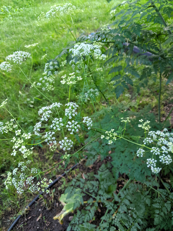 Control poison hemlock in pastures, woodlots