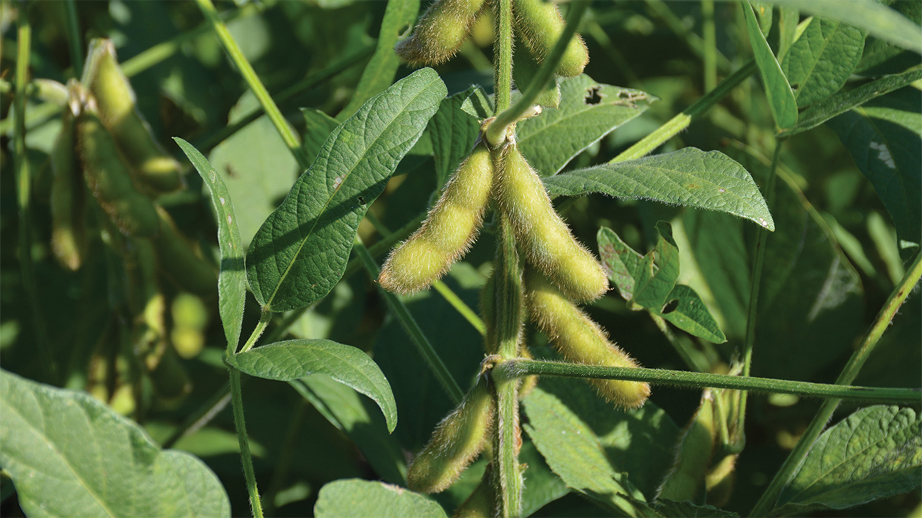 Boost soybean yields with expert potassium management tips