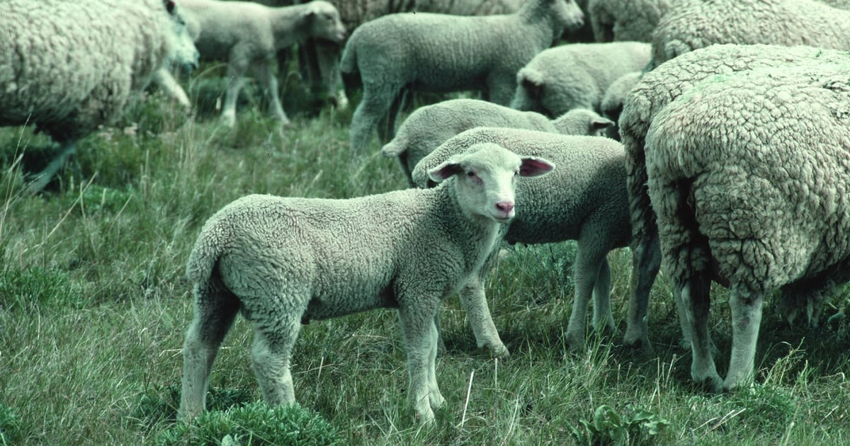 Wyoming’s Lamb-a-Year program seeks support