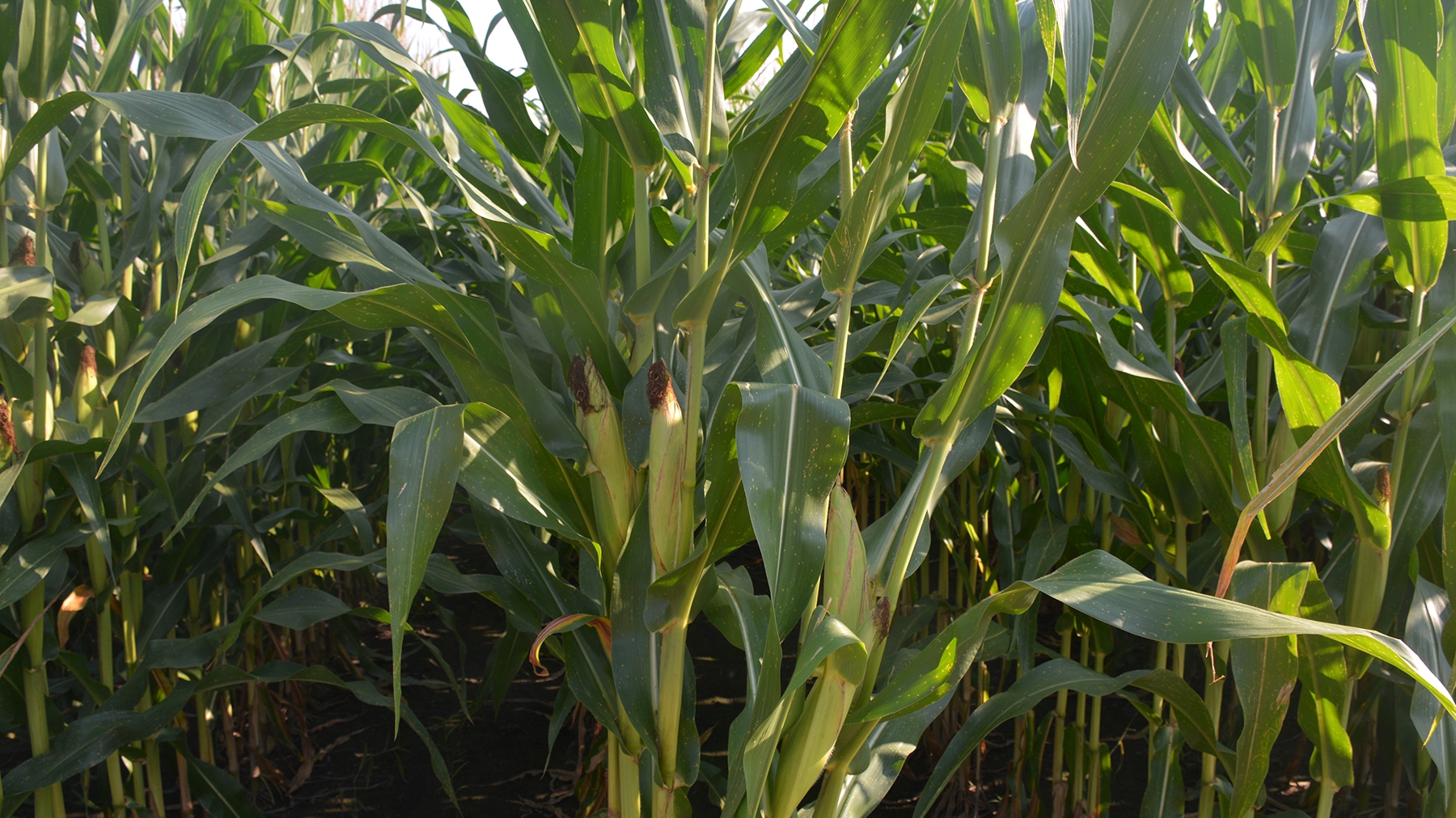 Focus on fundamentals for corn, soybeans