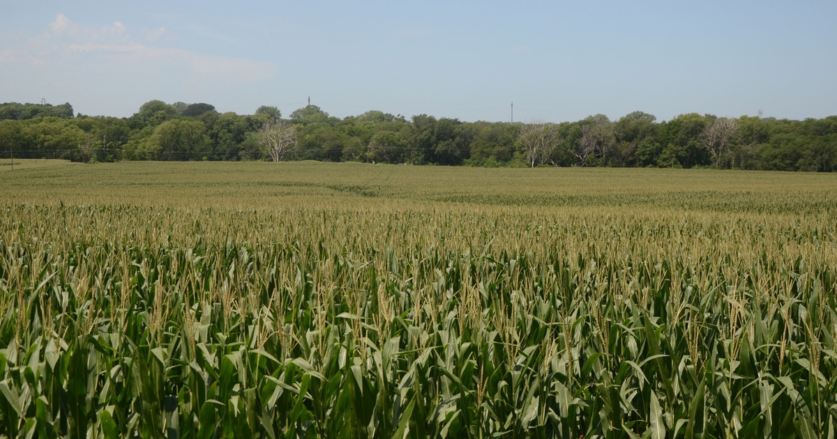 corn fields in nebraska