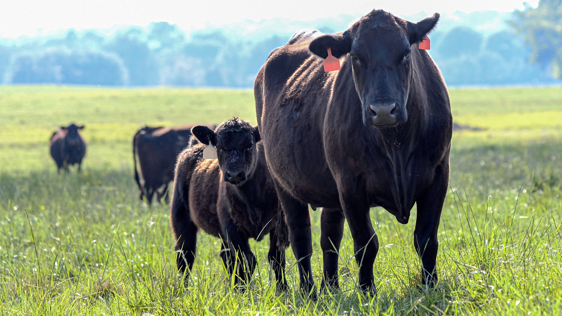 Beef cattle breeding seasons: Benefits and implementation strategies