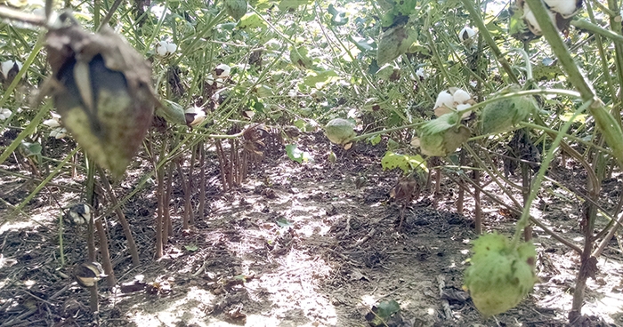 Here are images of bacterial blight and target spot symptoms | Farm ...