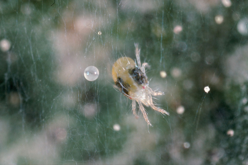 UC strategies to identify mites, reduce damage in walnut