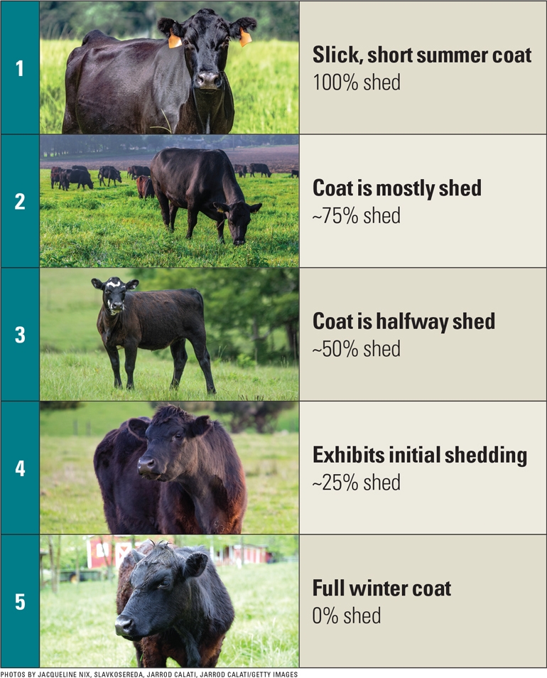 Assess hair loss in beef cattle