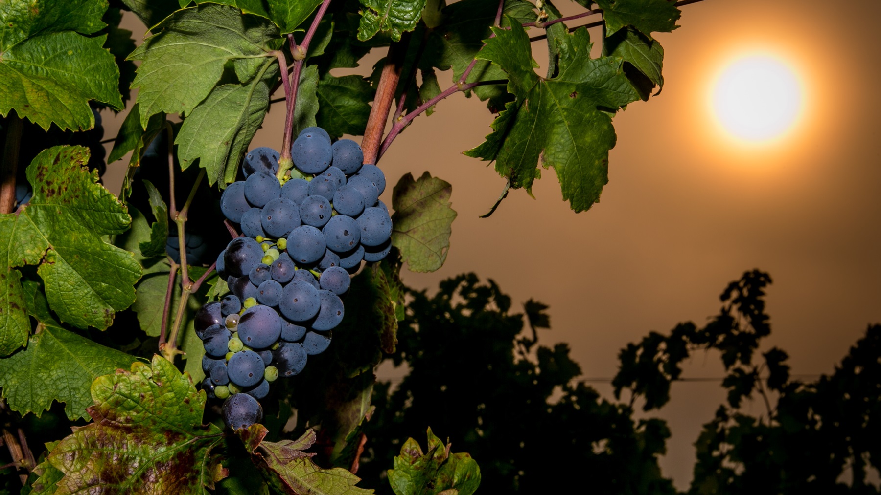 Corn dominates USDA export sales report