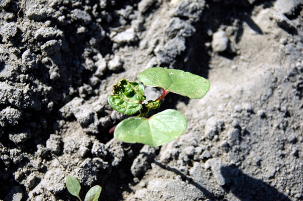 Cotton starter fertilizer: In-furrow or 2×2 placement?