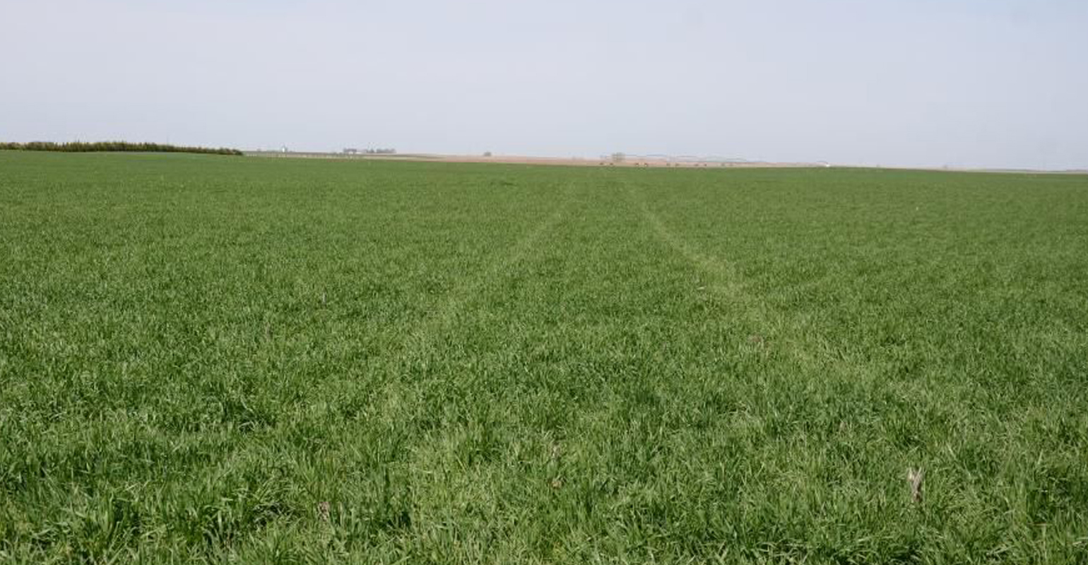 Wheat disease management tips for 2017