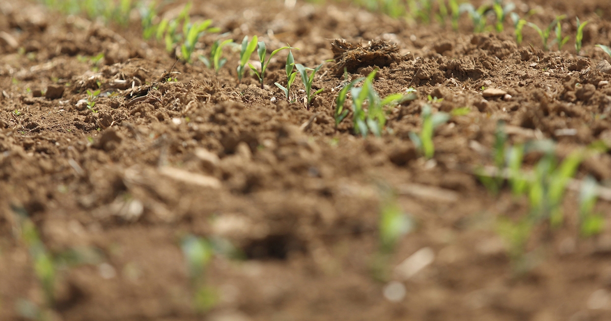 Getting corn germination off to a good start
