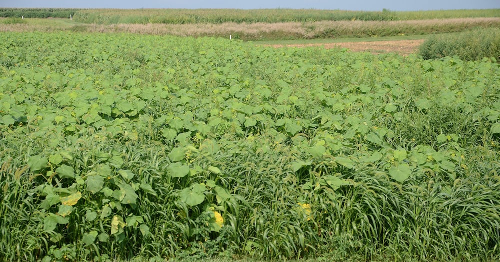 Herbicide trials take advance planning