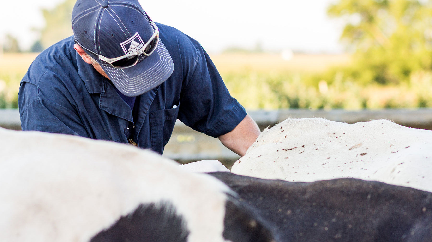 Michigan bovine TB-positive deer prompt cattle testing