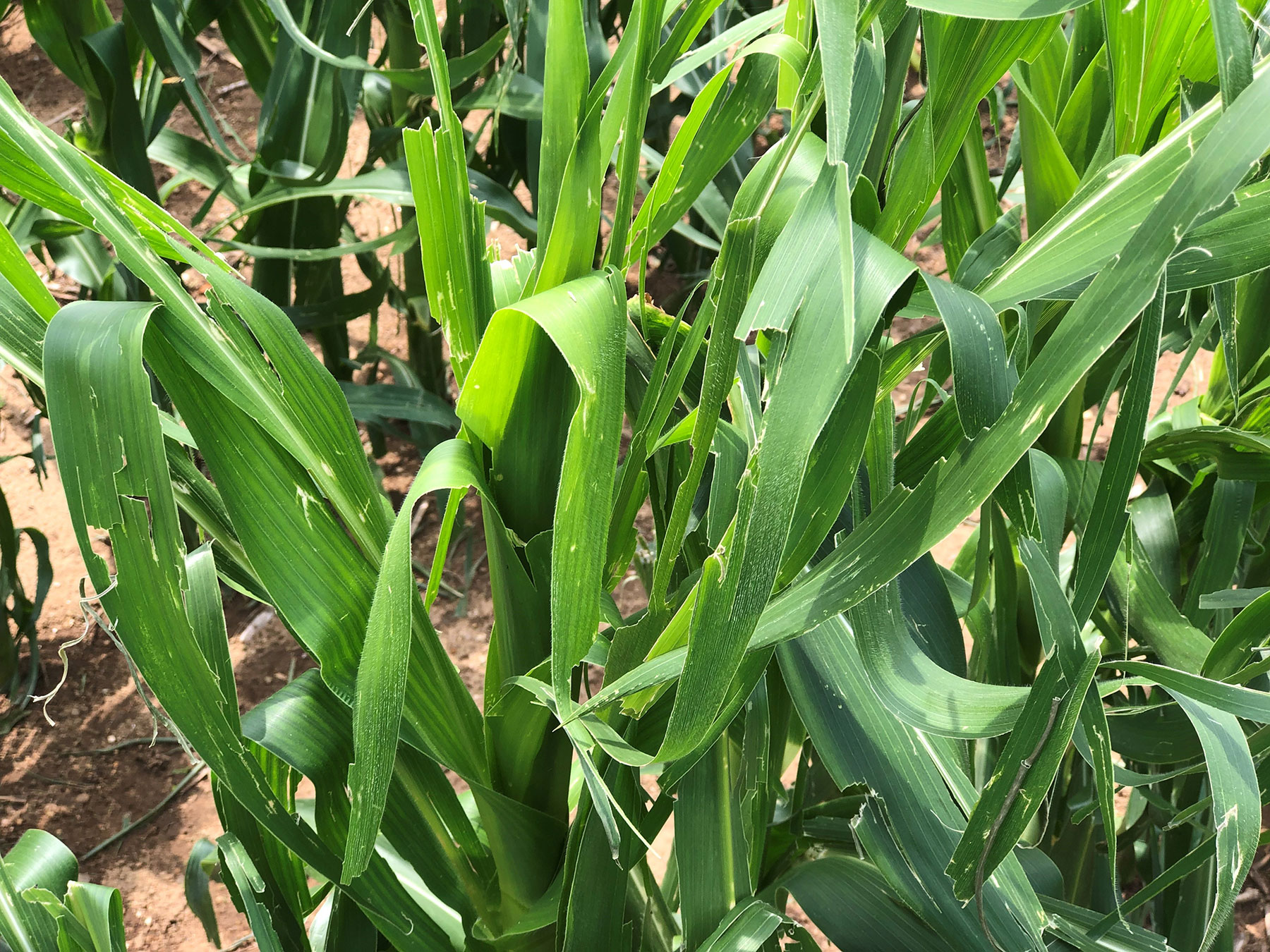 How to evaluate hail damage in corn
