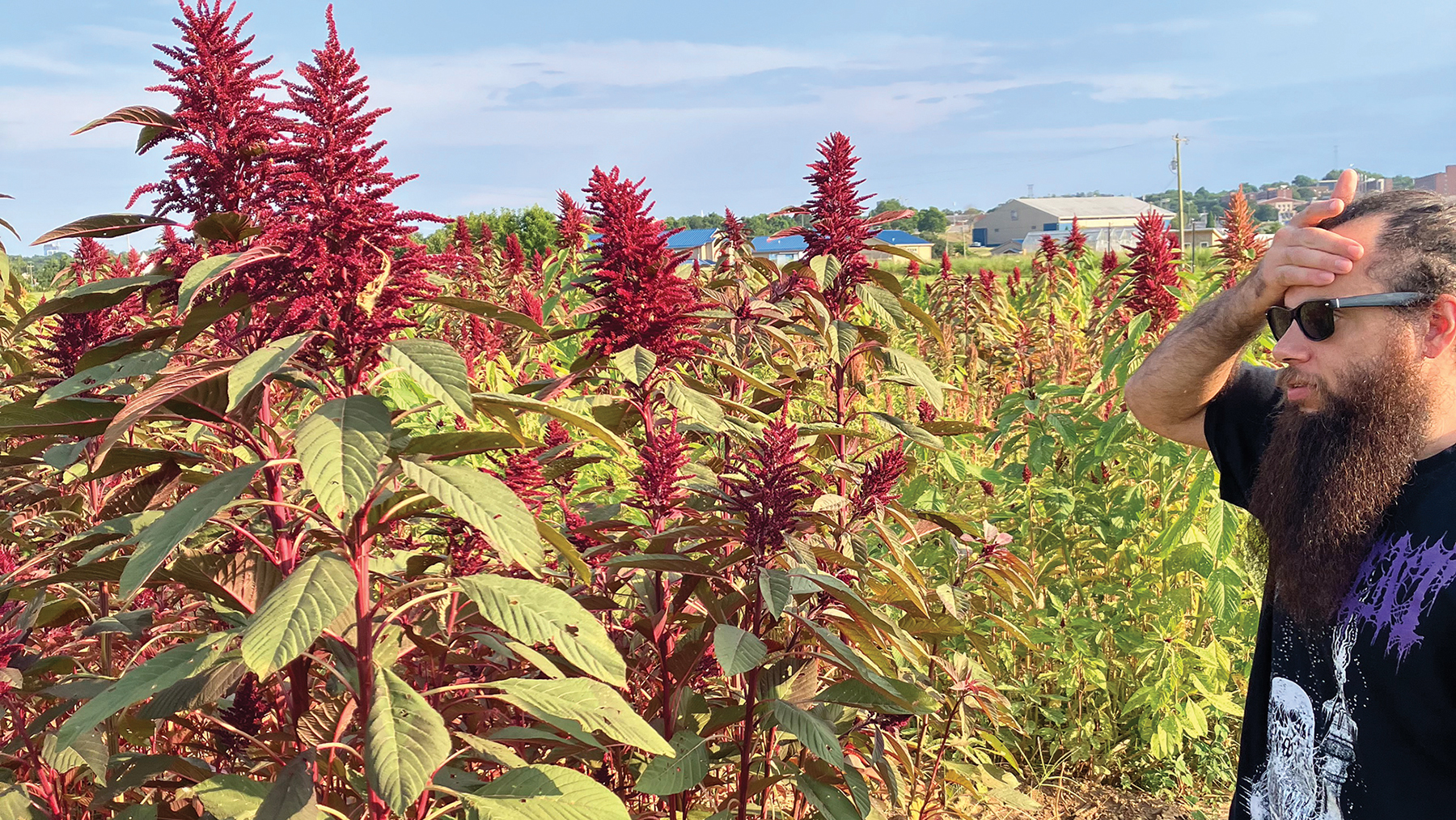 TSU develops amaranth grain varieties for farms