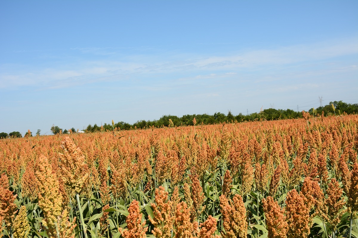 Crop rotation remains important production practice for cotton