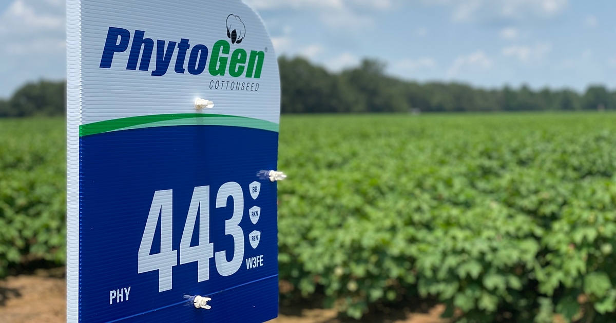 It's a three-peat: PhytoGen wins MSU trial for third year