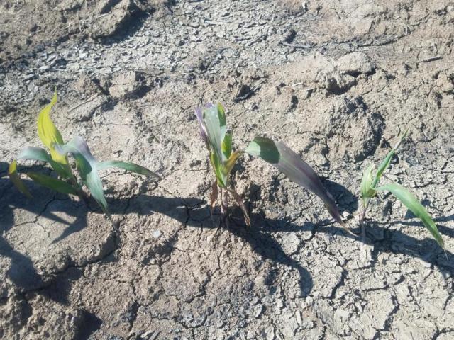 Is your corn changing color?