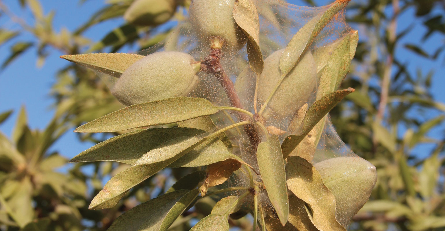 Almond mites an annual concern
